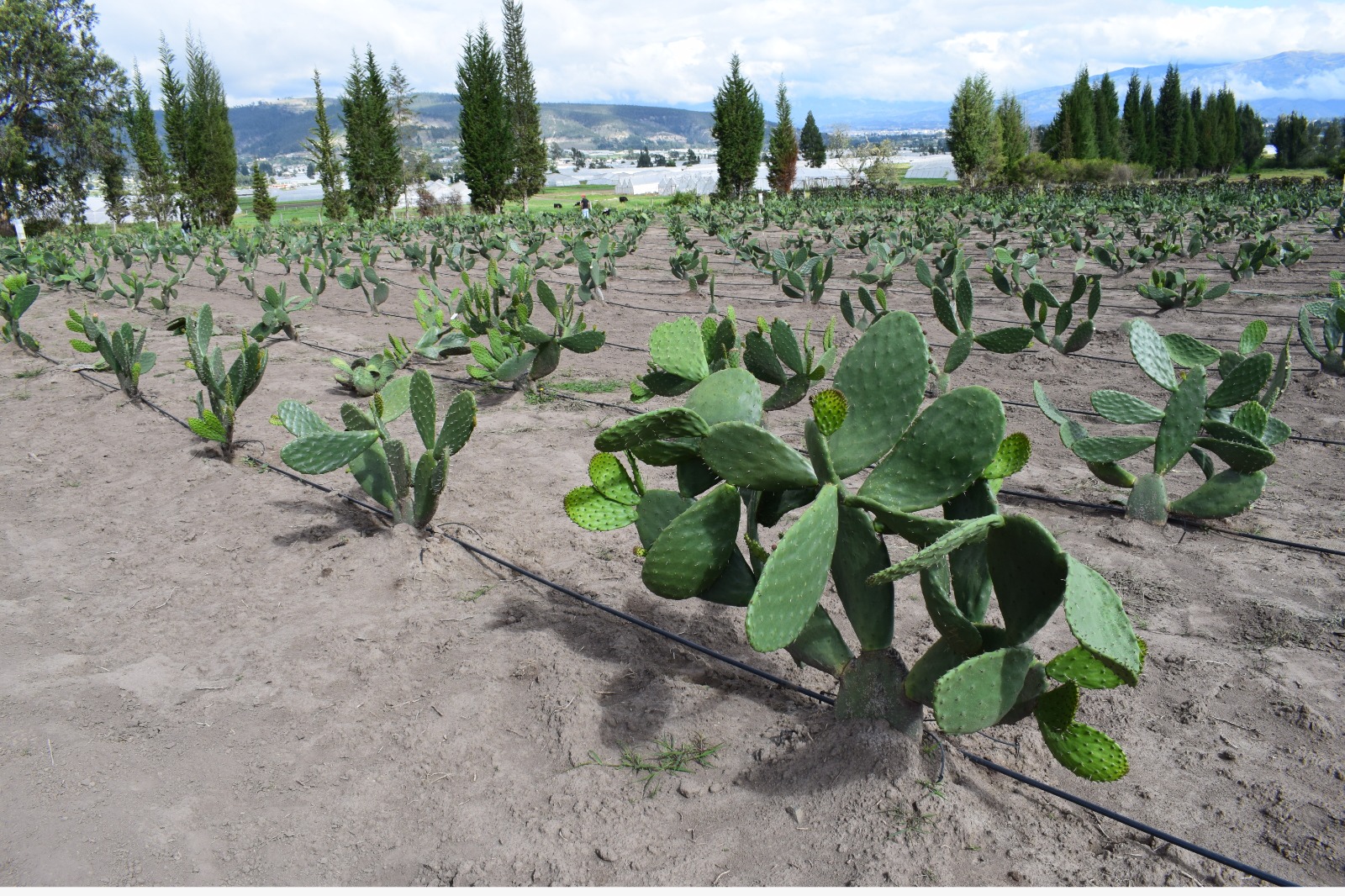 Estudios fortalecerán la producción de tuna y otros productos